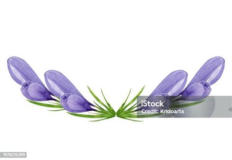 수채화 보라색 Crocuses 반원 화 환 봄 꽃 구성 둥근 프레임 꽃 그림 라벨 로고 포장 엽서 초대장 스티커 부활절 장식용