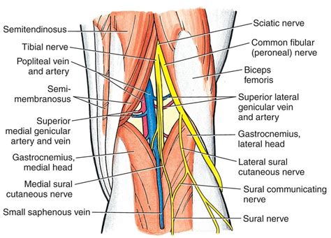 Proximal And Distal Tibiofibular Joint