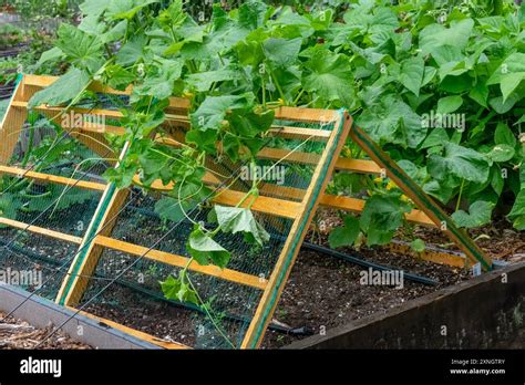 Issaquah Washington Usa Squash Growing On An A Frame Style Trellis