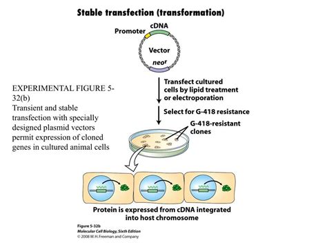 Ppt Molecular Cell Biology Powerpoint Presentation Free Download Id 3696492