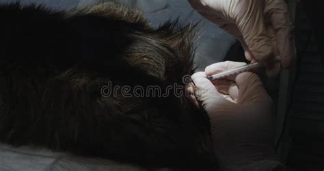 A Professional Veterinarian Introduces Epidural Anesthesia To The Cat