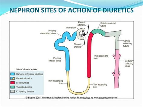 Effects Of Loop Diuretics At John Heidt Blog Effects Of Loop Diuretics At John Heidt Blog