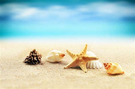 海滨上海星贝壳图片 海滩上的海星贝壳素材 高清图片 摄影照片 寻图免费打包下载