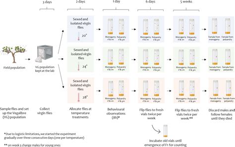 Figures And Data In Thermal Phenotypic Plasticity Of Pre And Post Copulatory Male Harm Buffers