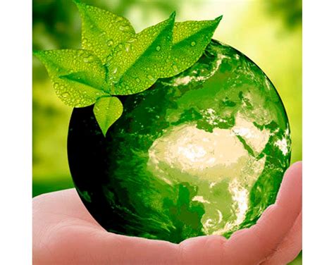 Las Mejores Ideas De Fotosintesis De Las Plantas Fotosintesis De My