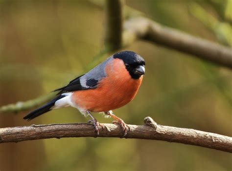 Eurasian Bullfinch By Tony Sutton Birdguides
