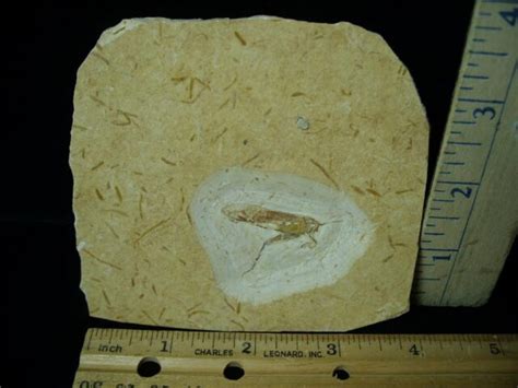 Fossilized “grasshopper” In Matrix 092322e The Stones And Bones Collection