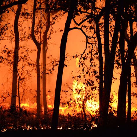 Como Podemos Prevenir Los Incendios Forestales Huelva