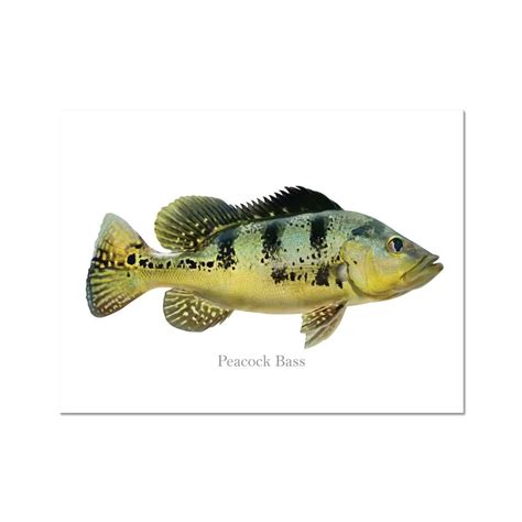 Peacock Bass Art Print Many Sizes