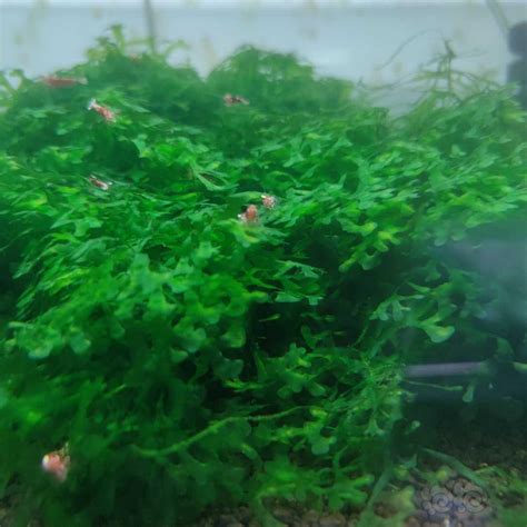 怪蕨莫斯 泡泡水族