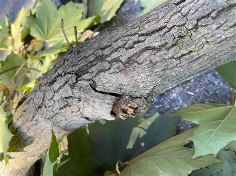 Dying Limb On Maple R Askanarborist