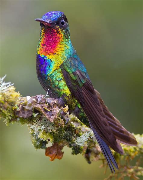 Beautiful Colorful Hummingbird Beautiful Hummingbird Full Of Colours