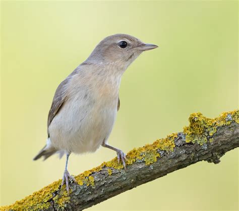 Warblers Bird