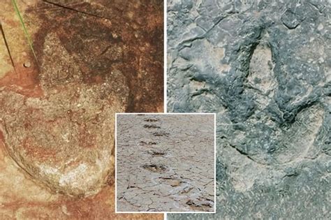 115 Million Year Old Fossils Found In Marylands Dinosaur Park