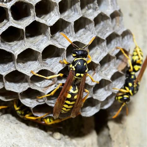 Wasp Removal In Phoenix Safe And Same Day Wasp Control