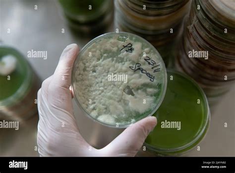 Mycelium Of Exotic Mushrooms In Petri Dishes Selection And Cultivation Of Mycelium Mushroom