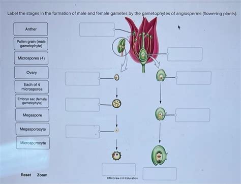 Solved Label The Stages In The Formation Of Male And Female