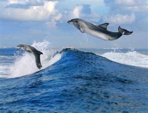 Fact File Common Bottlenose Dolphin Tursiops Truncatus Australian