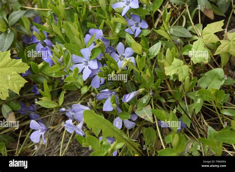 Vinca Minor Common Names Lesser Periwinkle Dwarf Periwinkle Small