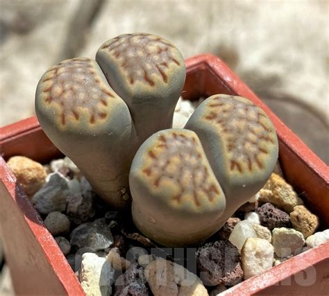 Shpr11755 Lithops Julii V Fulleri X Julii ‘bacchus Cactus Online