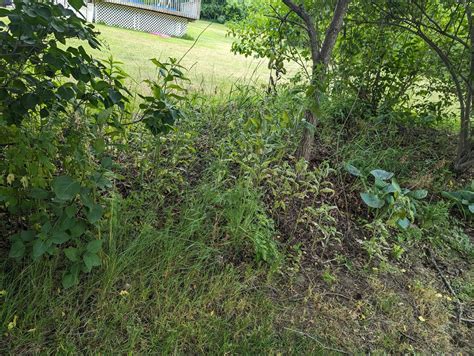 Best Way To Clear Weeds Under Trees Rgardening