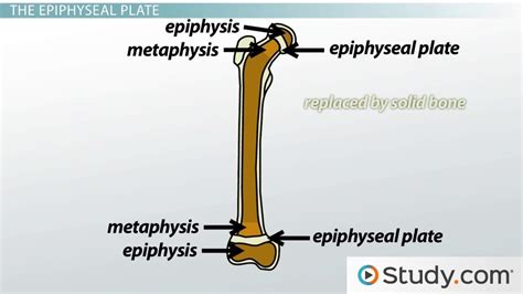The Skeletal System Function And Terms Lesson Study Com