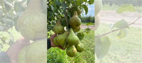 Саженцы груши купить в Выселках по низкой цене Товары для дома и дачи Авито