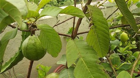 Chad Bagane Choto Gach Vorti Peara Dekhe Tomader O Mon Vore Jabe Youtube