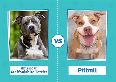 American Staffordshire Terrier Vs Pit Bull The Differences With