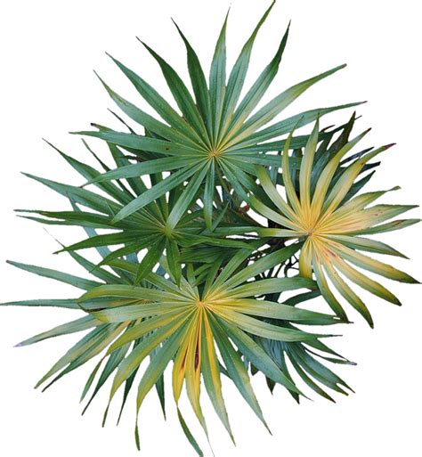 Цветы на даче Tree photoshop Tree plan photoshop Trees top view