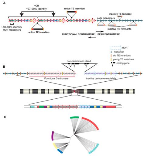 Genes Special Issue Repetitive DNA Sequences