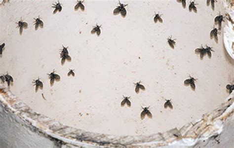 Fungus Gnats In Bathroom Ceiling