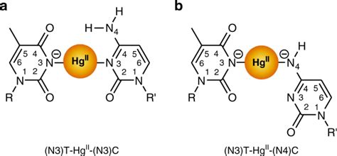 Concerted Dynamics Of Metallo Base Pairs In An Ab Form Helical Transition Nature Communications