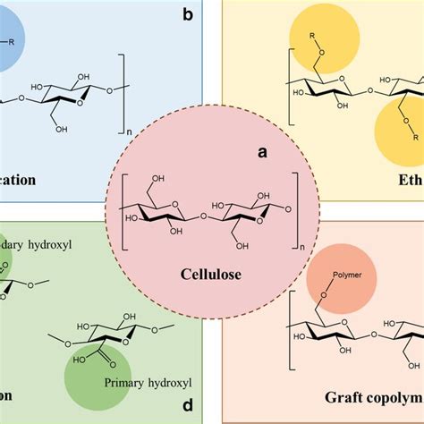Main Modification Methods Of Cellulose Download Scientific Diagram