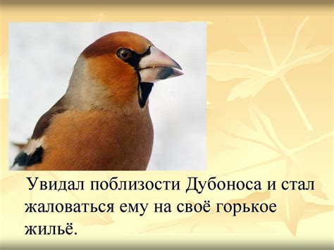 Виталий Бианки "Чей нос лучше" - презентация онлайн