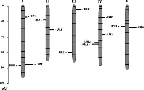 Qtls Detected For Root Traits In The Bay 0 · Shahdara Population Each