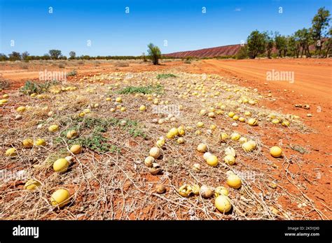 Paddy Melons Cucumis Myriocarpus Are A Toxic Weeds Northern