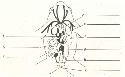 Frog Anatomy Diagram Quizlet