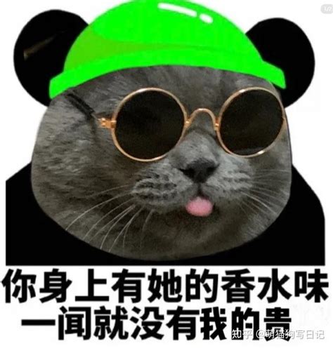 说好了谁让我养英短猫我跟谁急 知乎