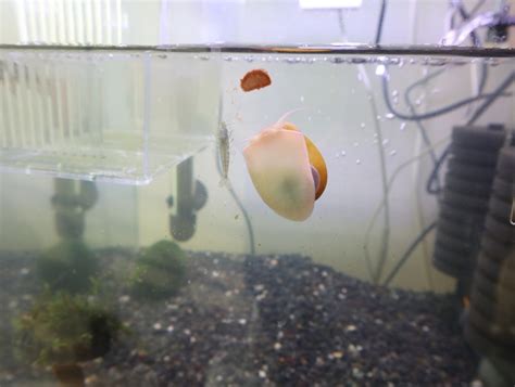 애플스네일 달팽이 키우기 짝짓기 알 부화 어항 물달팽이 키우는법 네이버 블로그