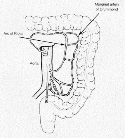 The Mesenteric Circulation Surgical Clinics