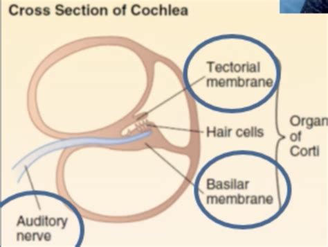 W3 Part 2 Auditory Somatosensory Gustatory And Olfactory Systems