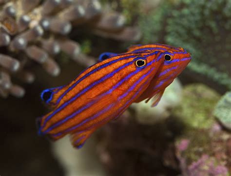 Candy Basslet Liopropoma Carmabi