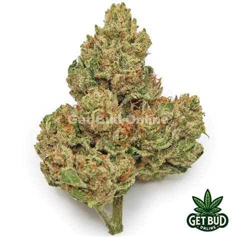 Cotton Candy Value Bud Get Bud Online Usa