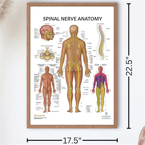Anatomy Lab Human Spinal Nerves Poster Laminated Barbados Ubuy