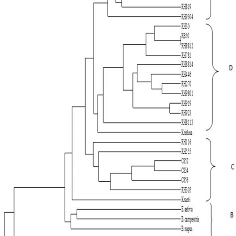 Dendrogram Constructed With Upgma Clustering Method For 30 Brassica