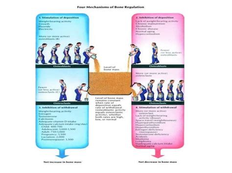 1structure And Function Of Mss Lecture1ppt