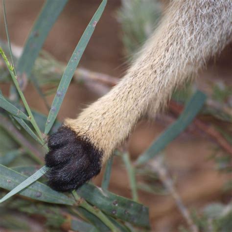 Black Gloved Wallaby Whiteman Park