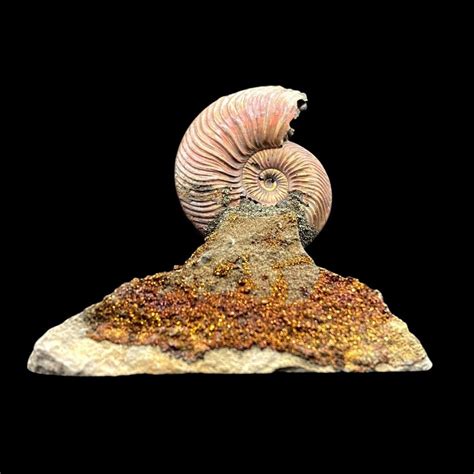Opalized Ammonite Fossil For Sale Ron Coleman Mining