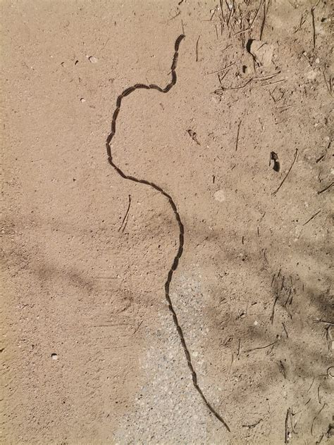 СРЦЕ ЗА ЖИВОТНИТЕ Здружение за заштита на животните и животната средина СРЦЕ ЗА ЖИВОТНИТЕ